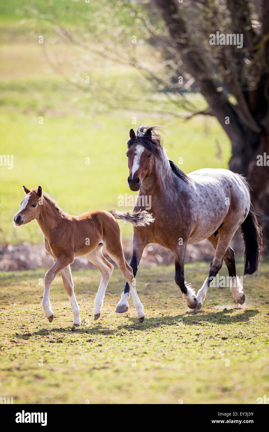 Welsh Mountain Pony. Strawberry roan mare with chestnut foal trotting ...