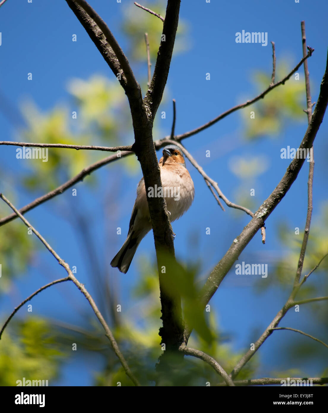 Lovely finch hi-res stock photography and images - Alamy