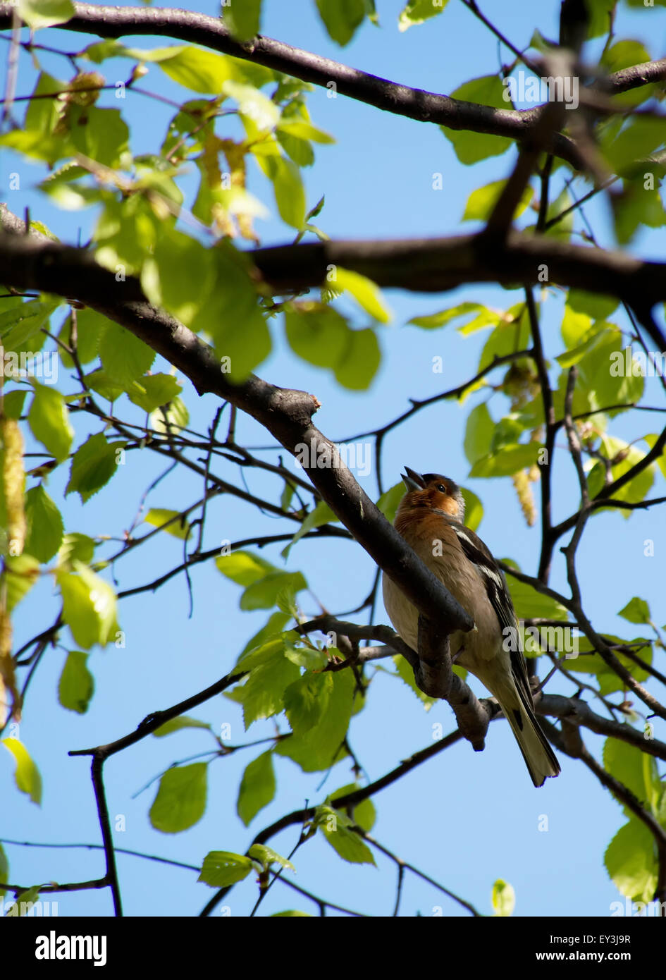 Finch in the Forest Stock Photo - Alamy