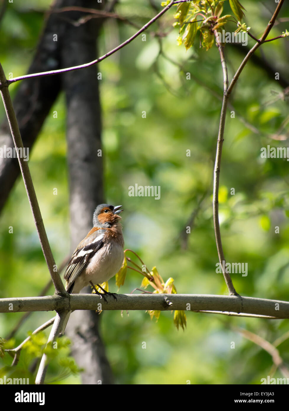 Finch in the Forest Stock Photo - Alamy