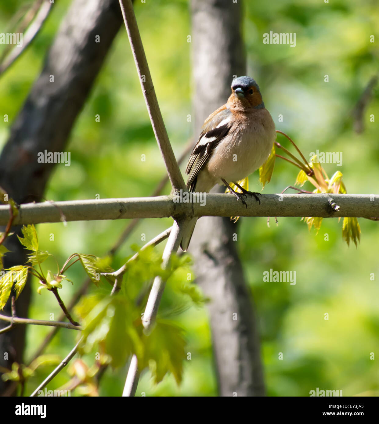 Bearded Finch High Resolution Stock Photography and Images - Alamy