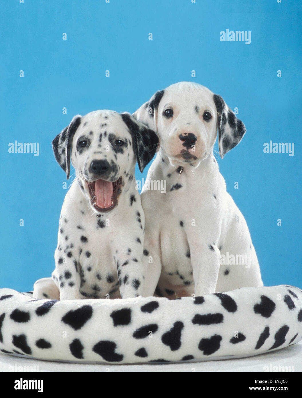 Dalmatian. Two puppies sitting next to each other on a black-and-white ...