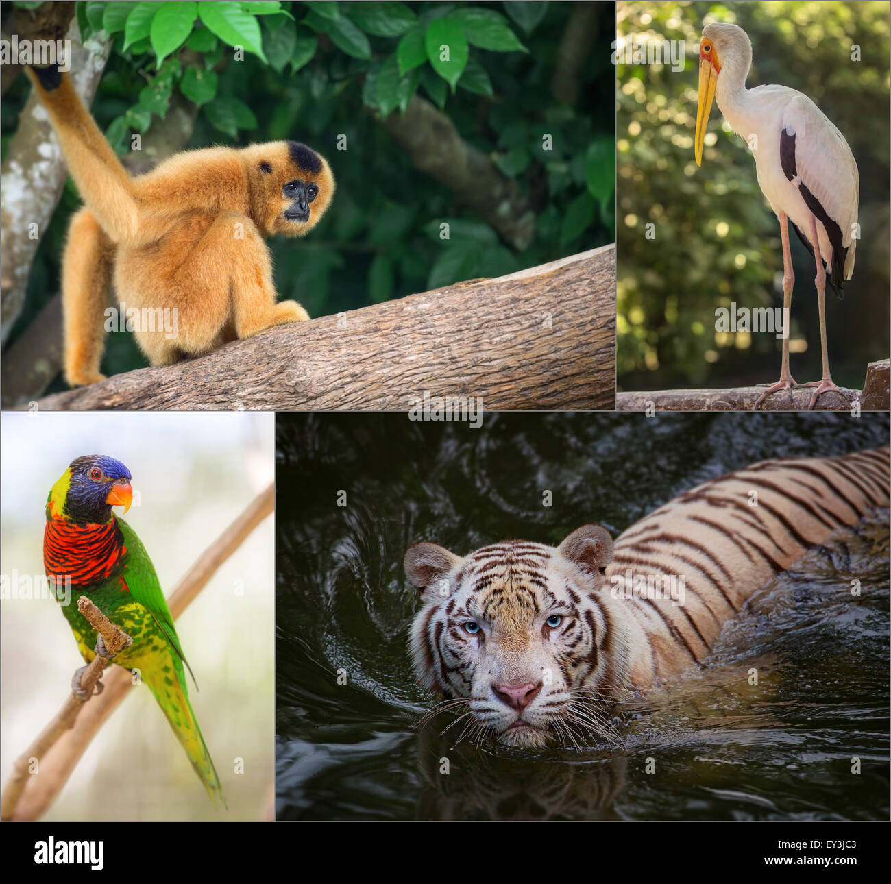 Group of different wild animal of Asia Stock Photo - Alamy