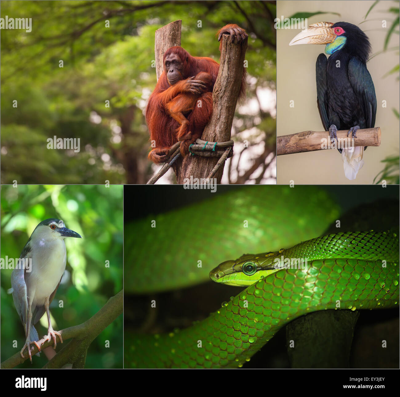 Group of different wild animal of Asia Stock Photo - Alamy