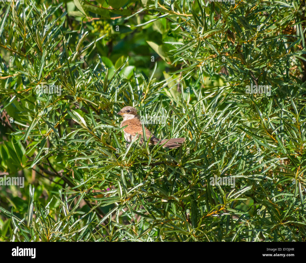 Northern white crowned shrike or white rumped shrike hi-res stock ...