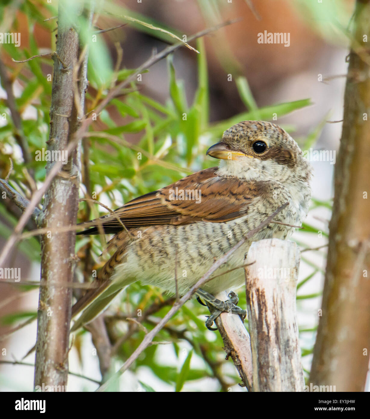 Northern white crowned shrike hi-res stock photography and images - Alamy