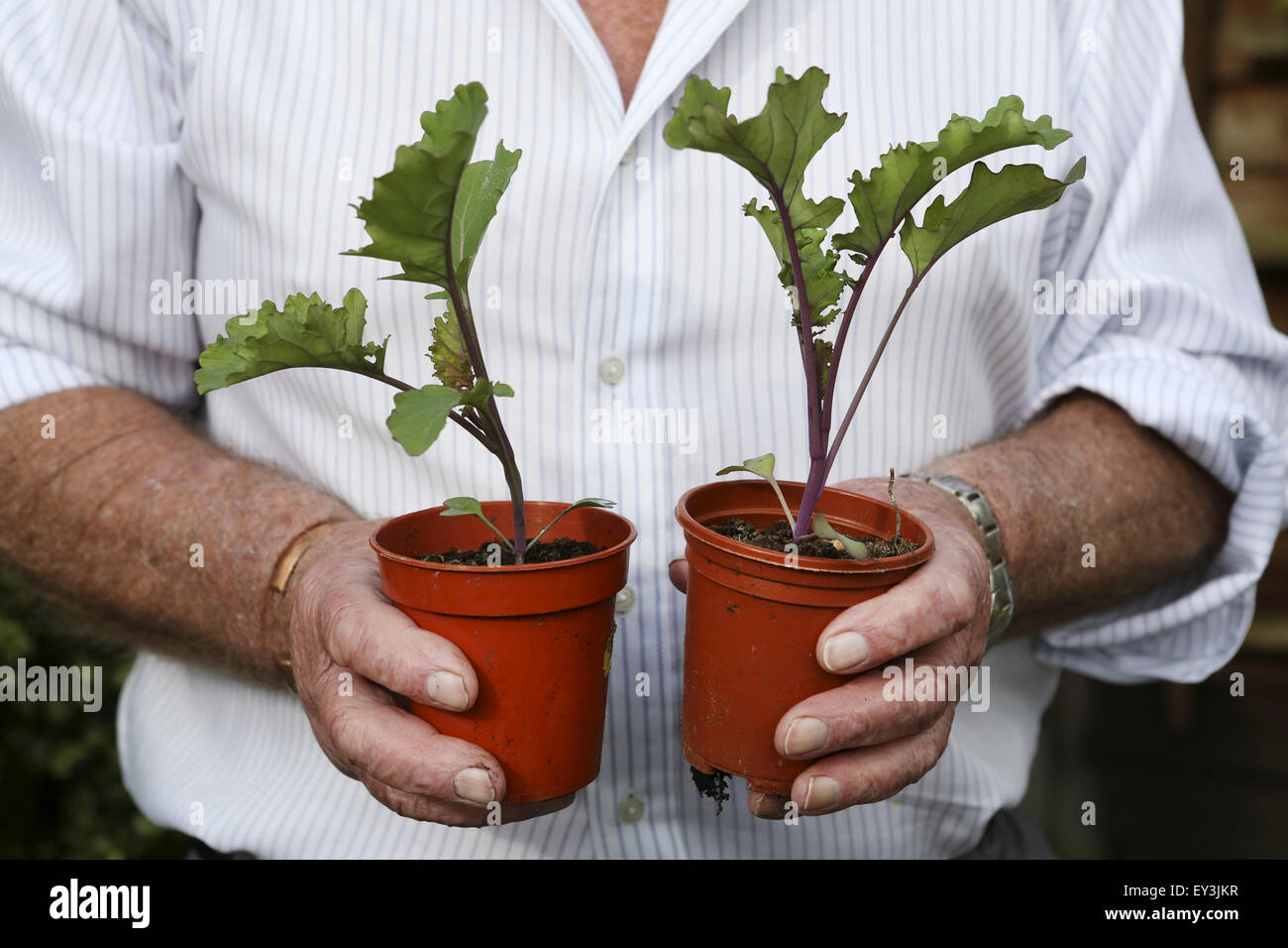 Beetroot seedling hi-res stock photography and images - Alamy