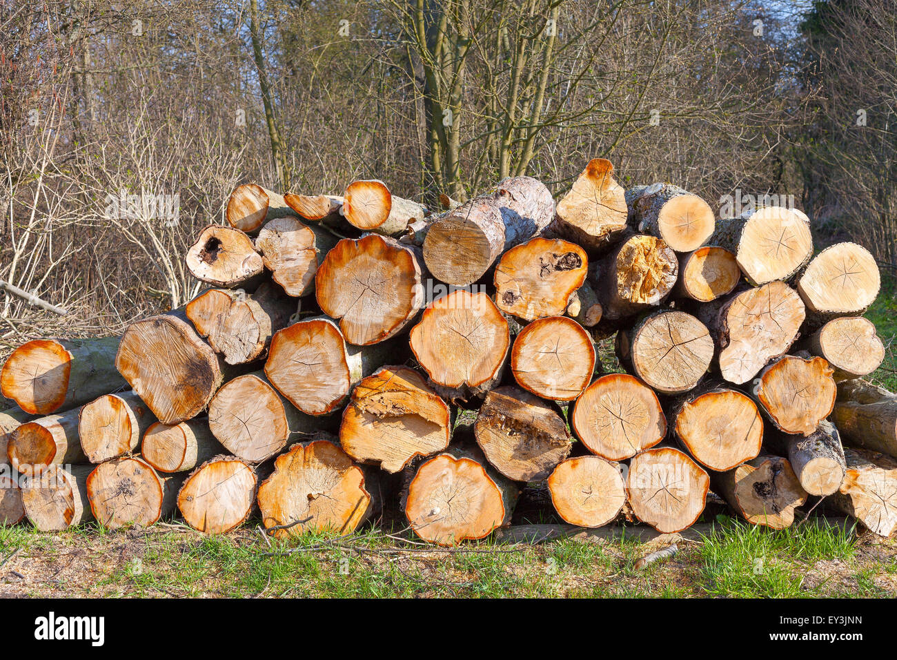 Pile of wood logs in forest Stock Photo - Alamy