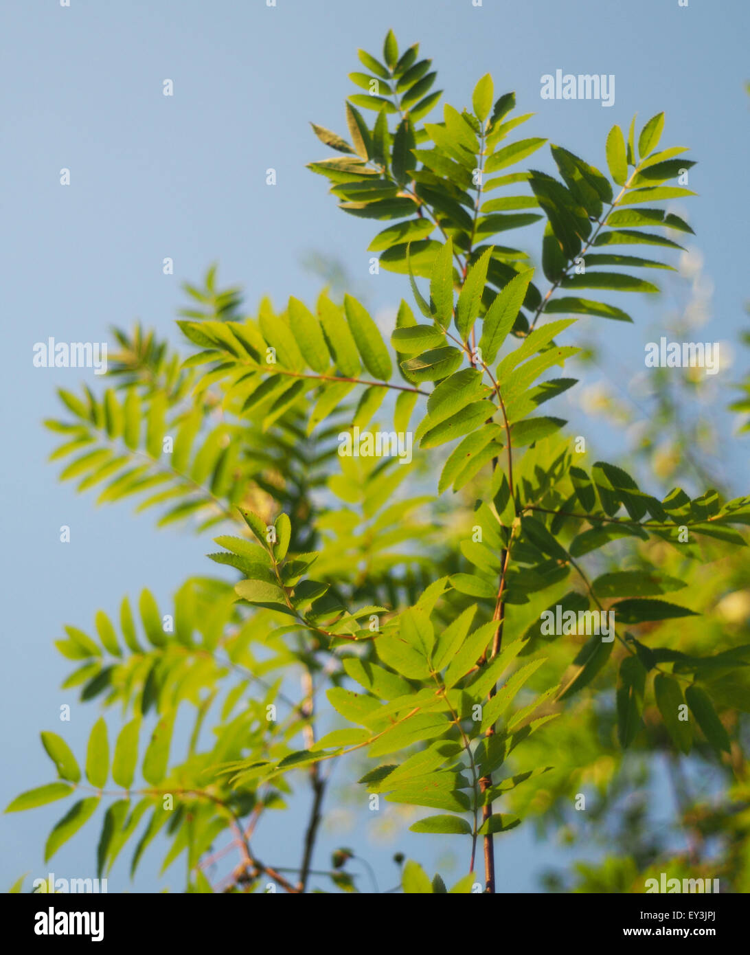 Rowan leaves autumn hi-res stock photography and images - Alamy