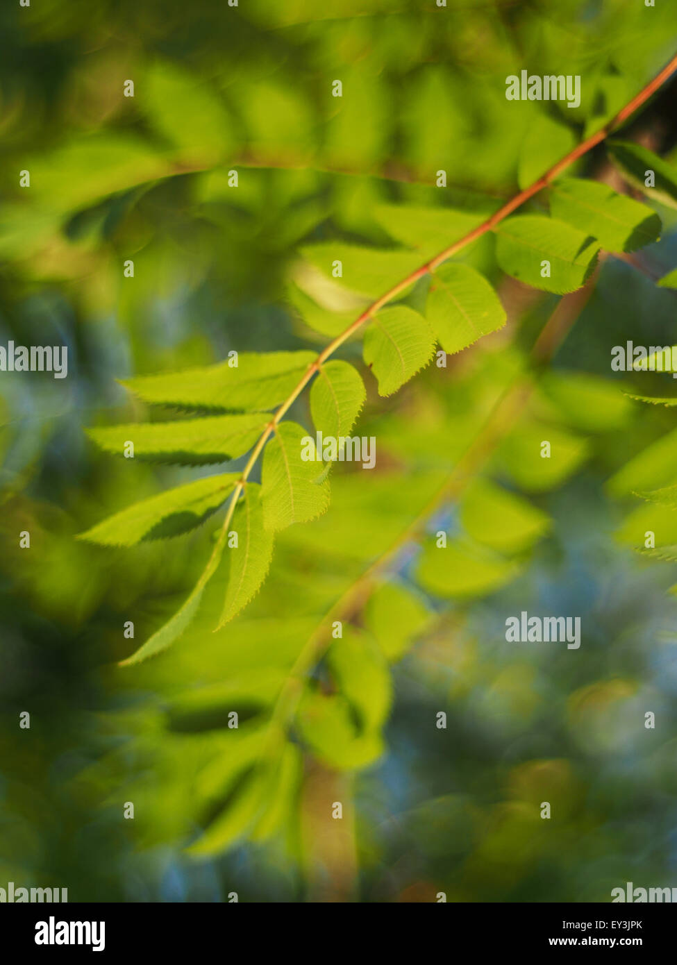 Rowan leaves hi-res stock photography and images - Alamy