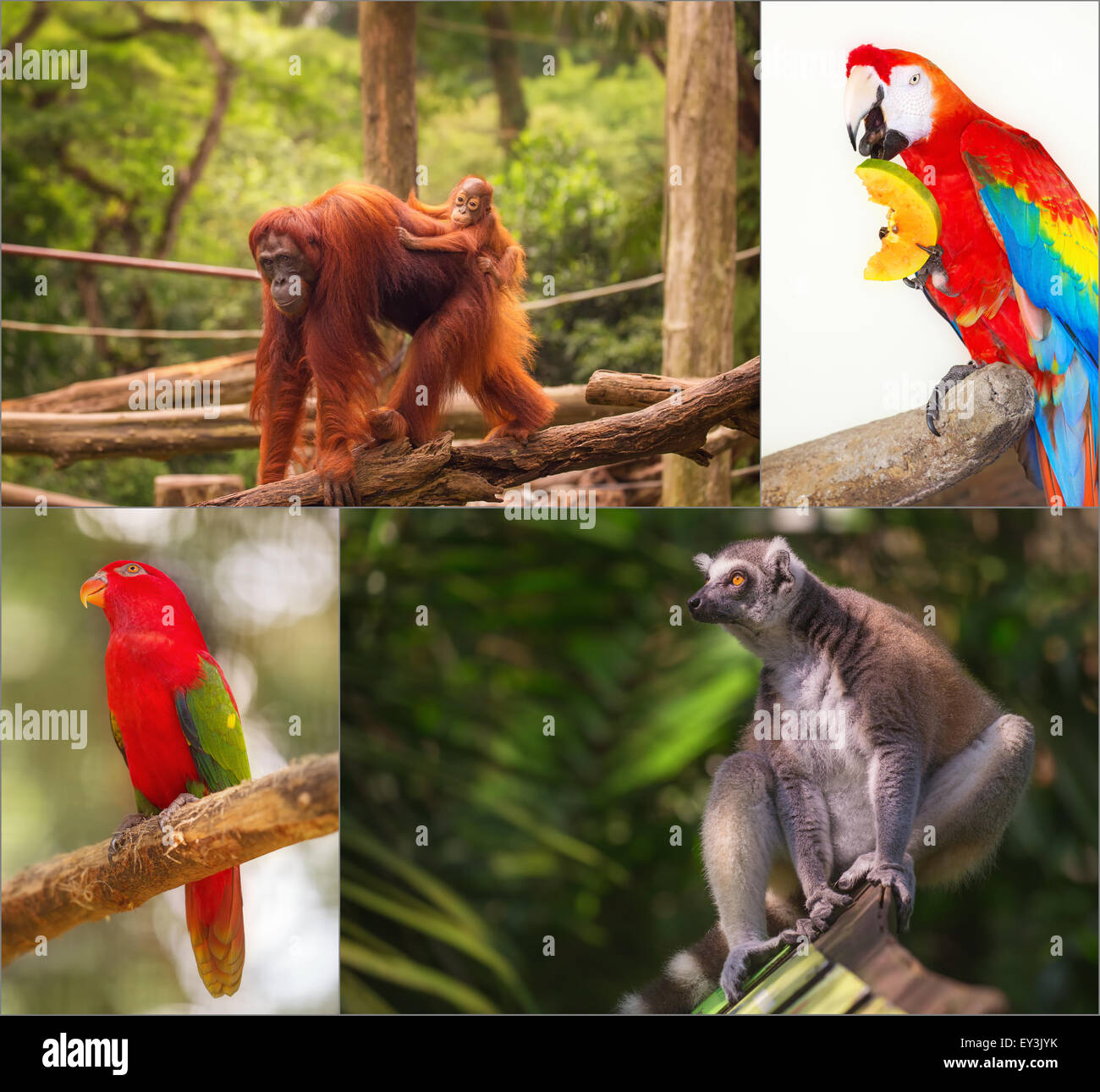 Group of different wild animal of Asia Stock Photo - Alamy