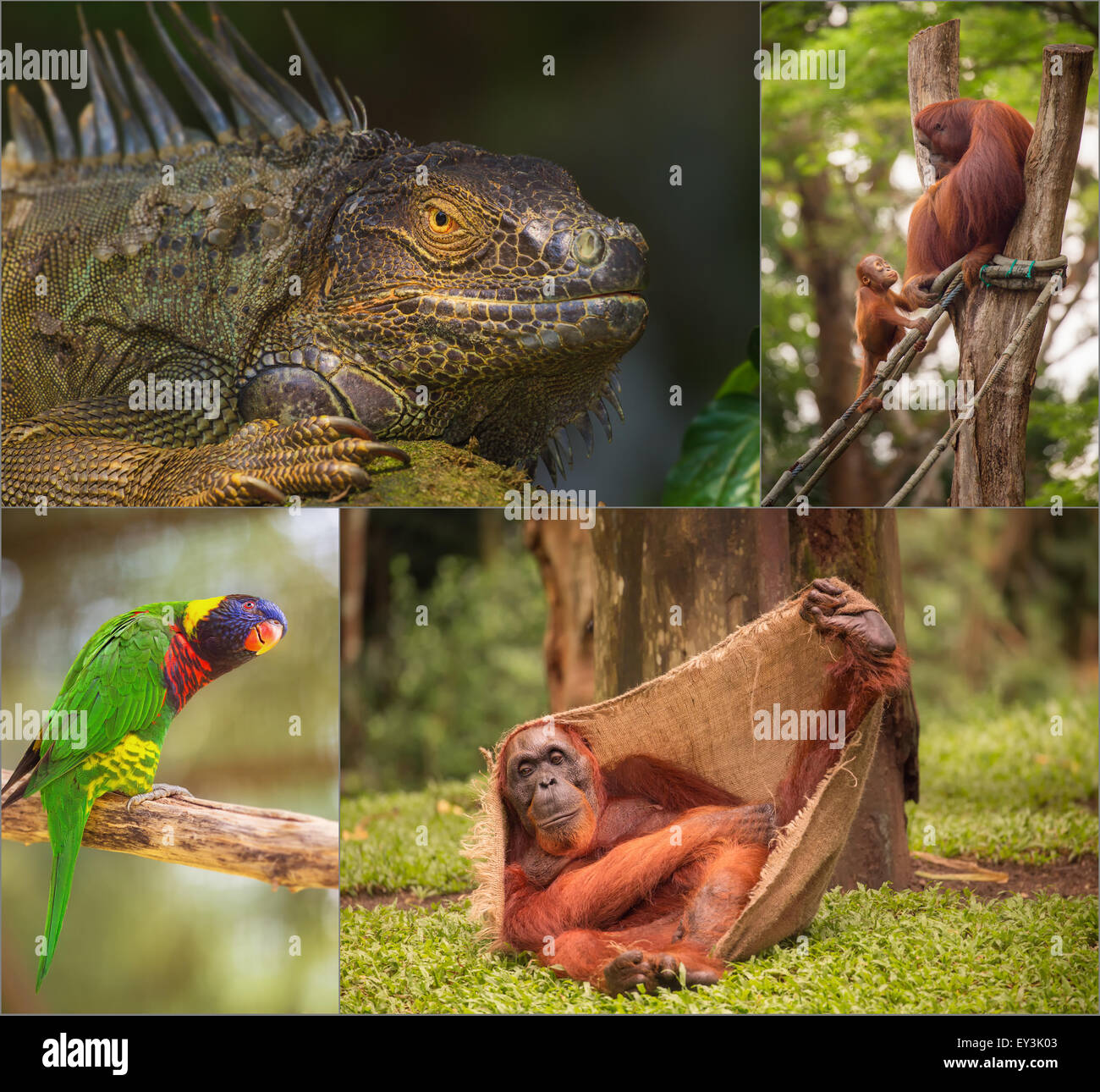 Group of different wild animal of Asia Stock Photo - Alamy