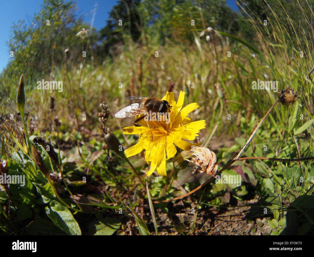 The gadfly hi-res stock photography and images - Alamy