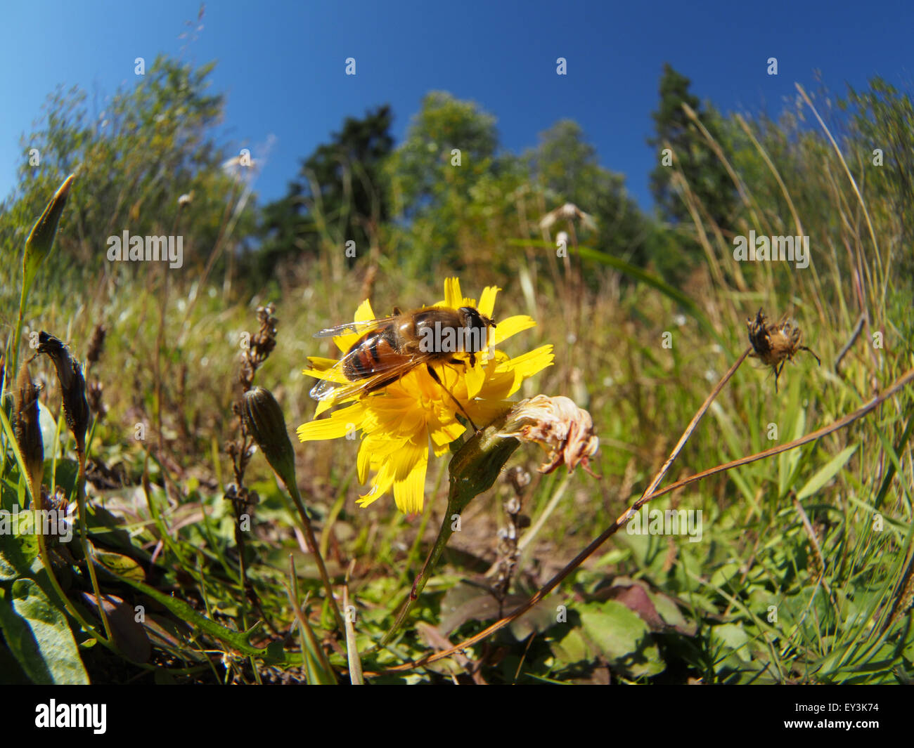 Gadfly hi-res stock photography and images - Alamy