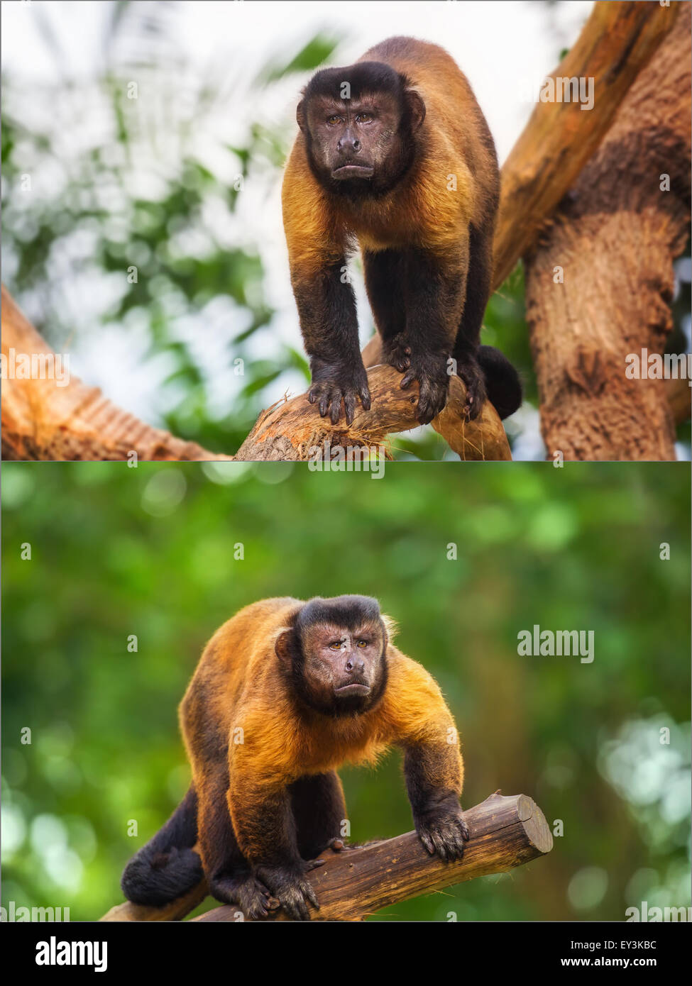 Animal endangered collage hi-res stock photography and images - Alamy