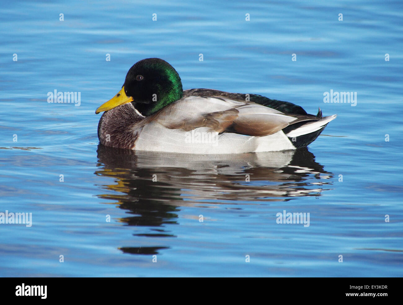 Portrait of duck Stock Photo - Alamy