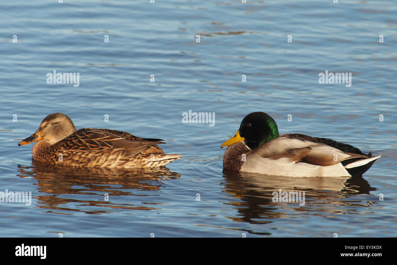 Portrait of duck Stock Photo - Alamy