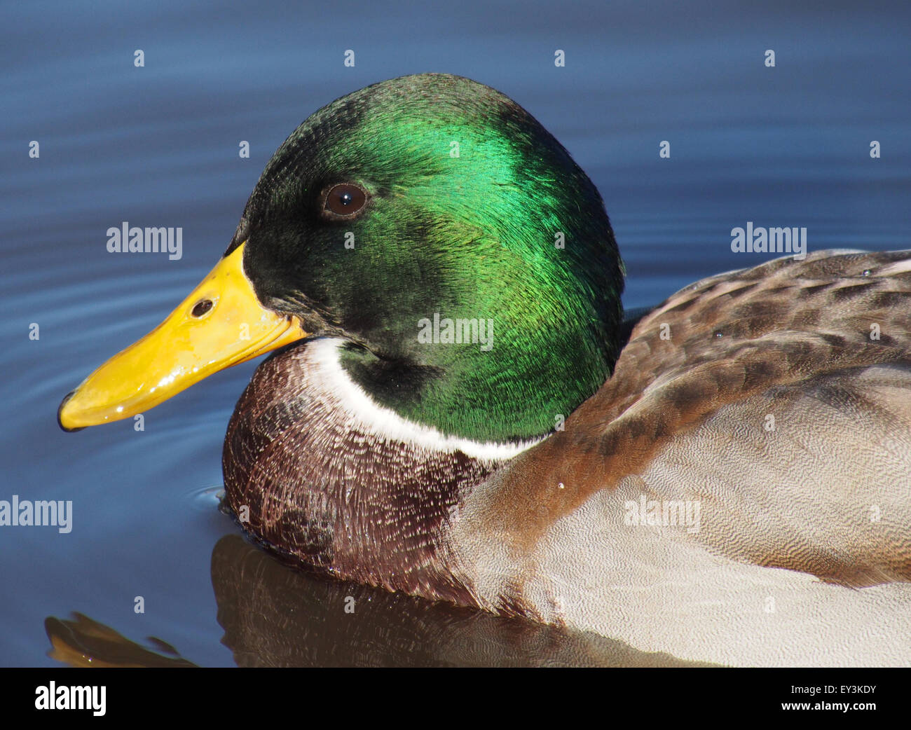 Portrait of duck Stock Photo - Alamy