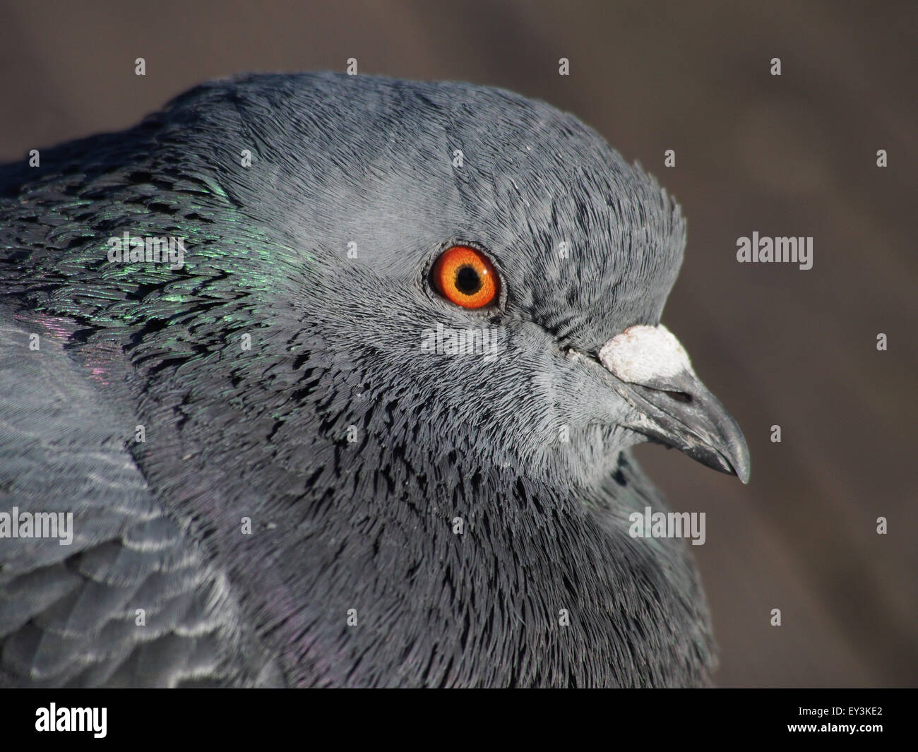 portrait of pigeon Stock Photo - Alamy
