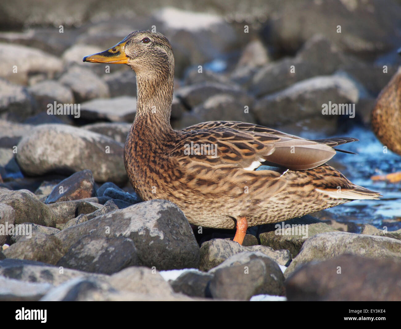 Portrait of duck Stock Photo - Alamy