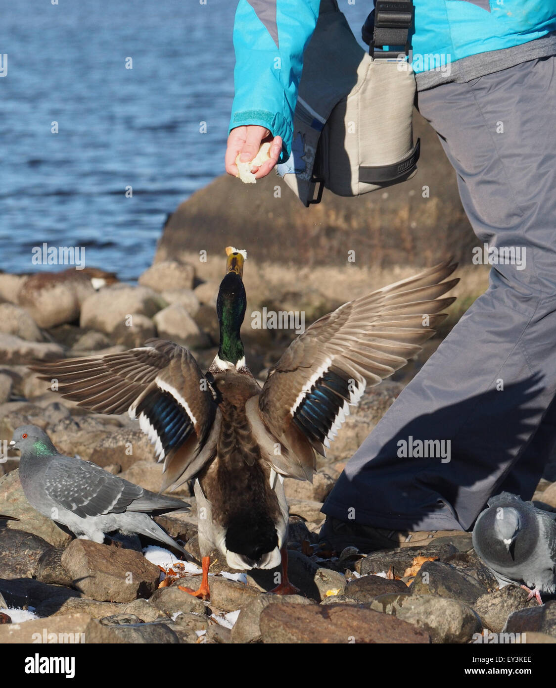 girl feeding duck Stock Photo - Alamy