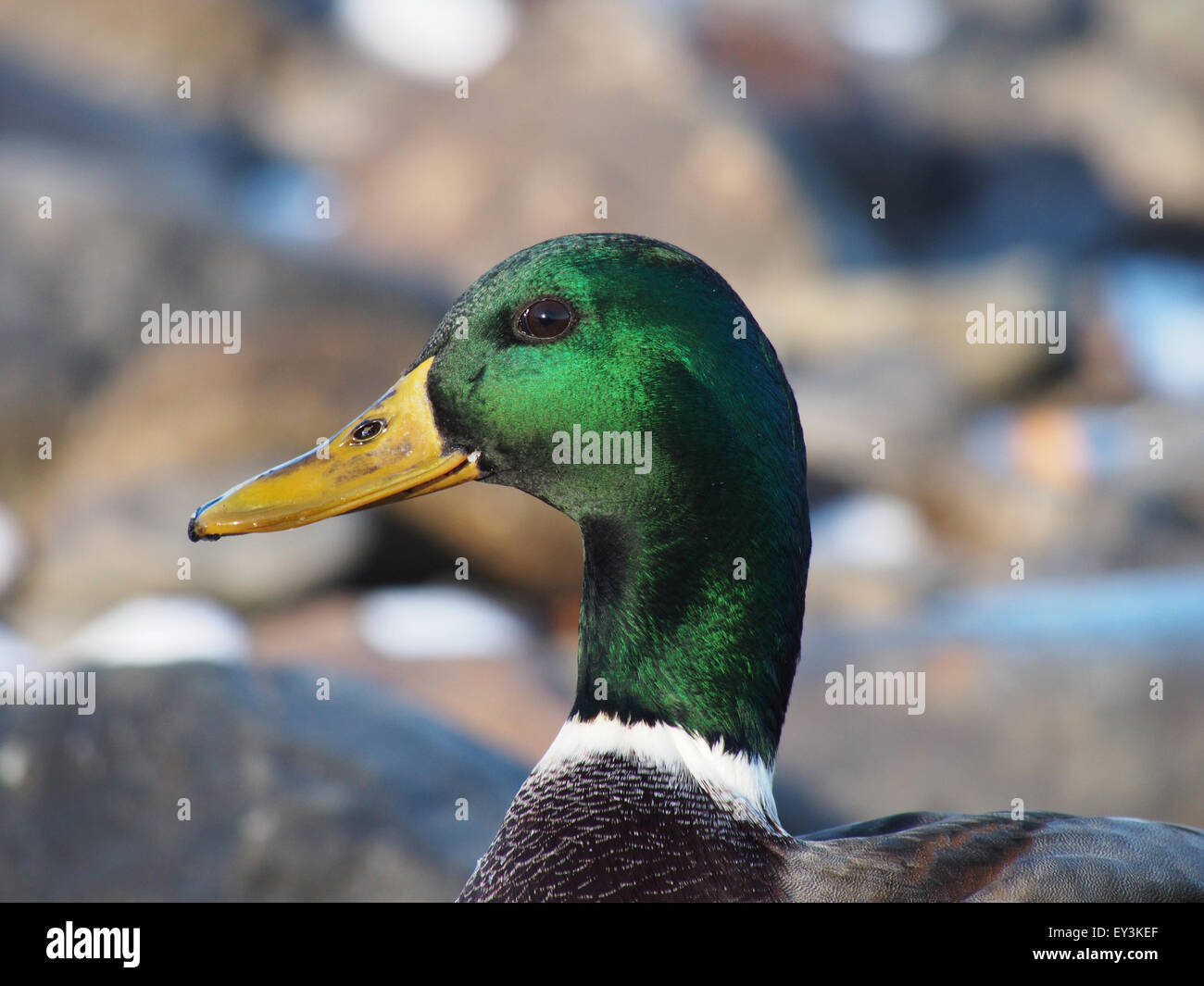 Portrait of duck Stock Photo - Alamy