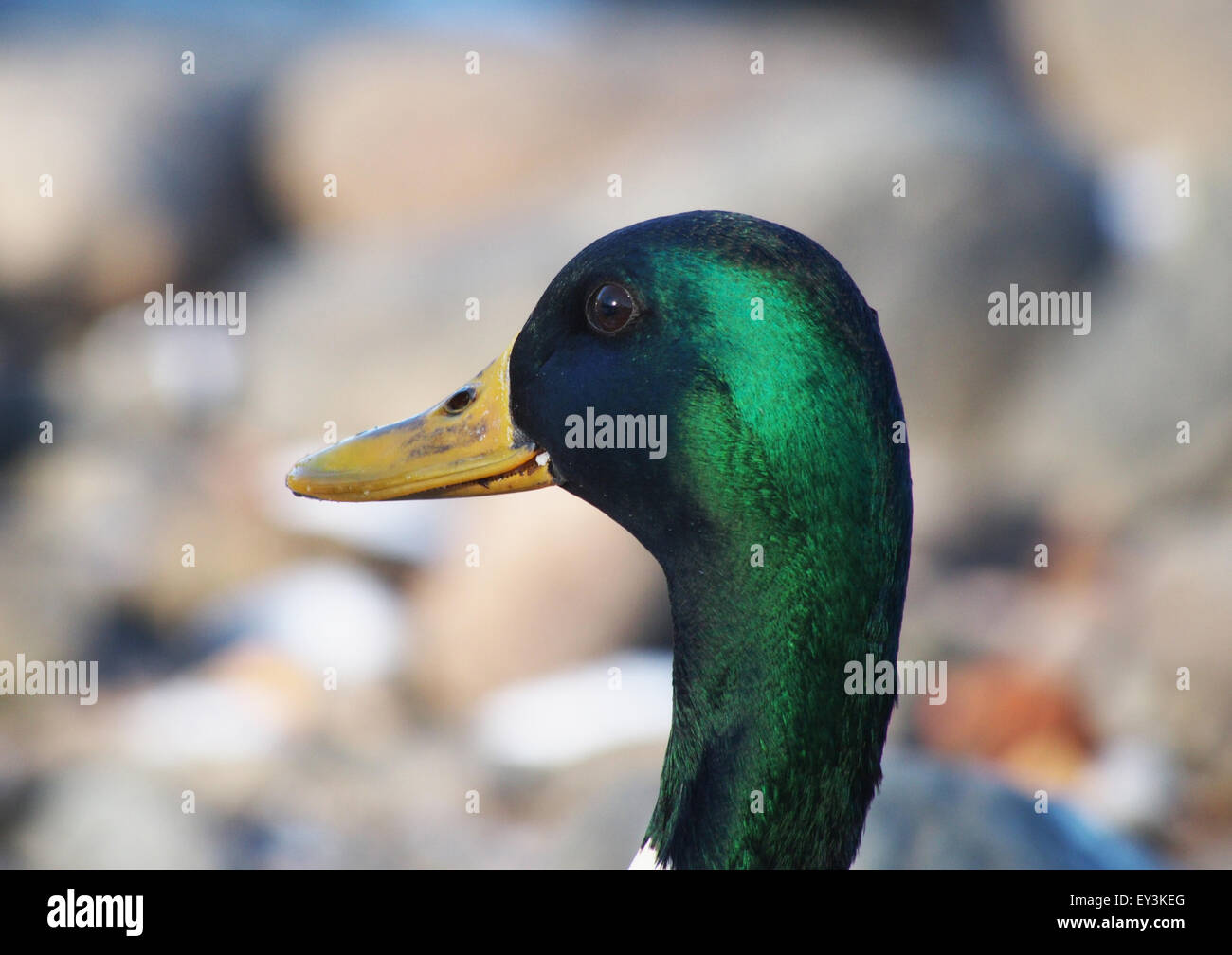 Portrait of duck Stock Photo - Alamy