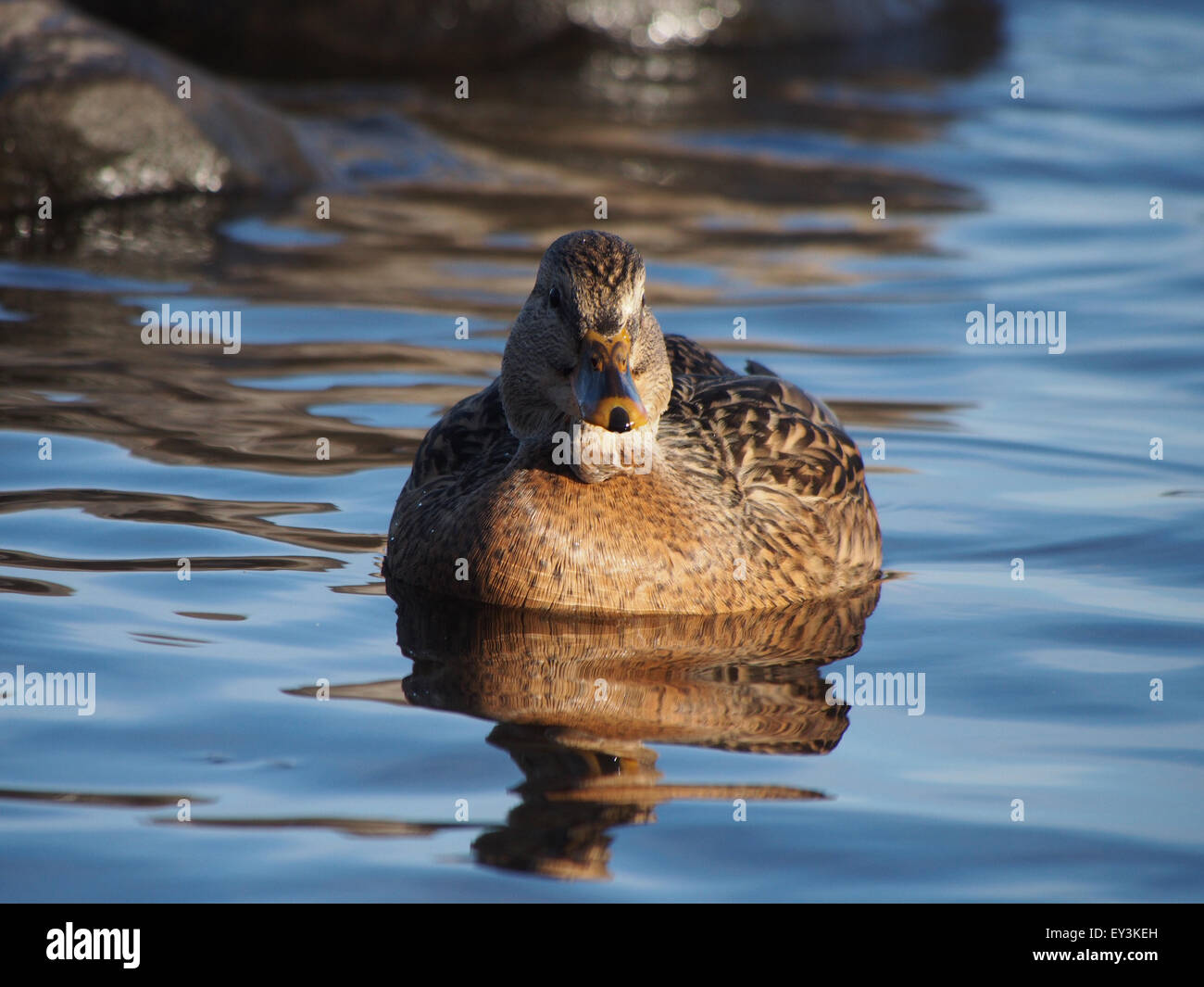 Portrait of duck Stock Photo - Alamy