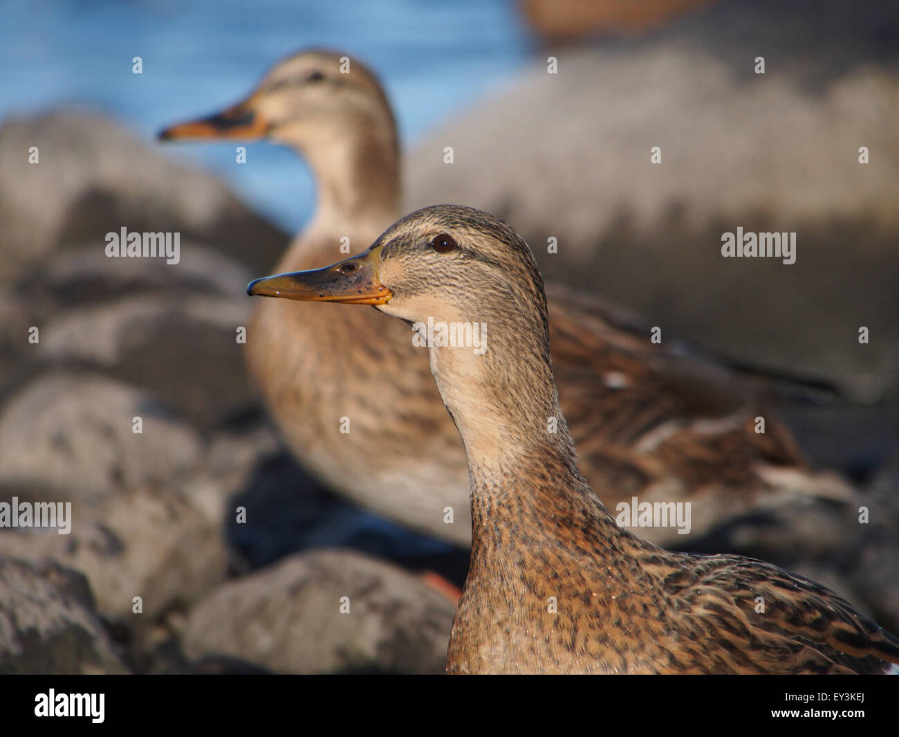 Portrait of duck Stock Photo - Alamy