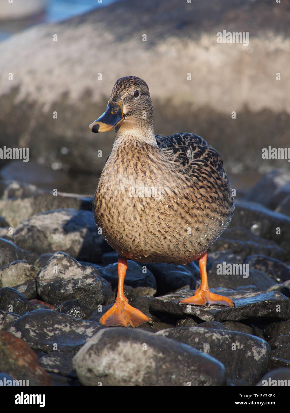 Portrait of duck Stock Photo - Alamy
