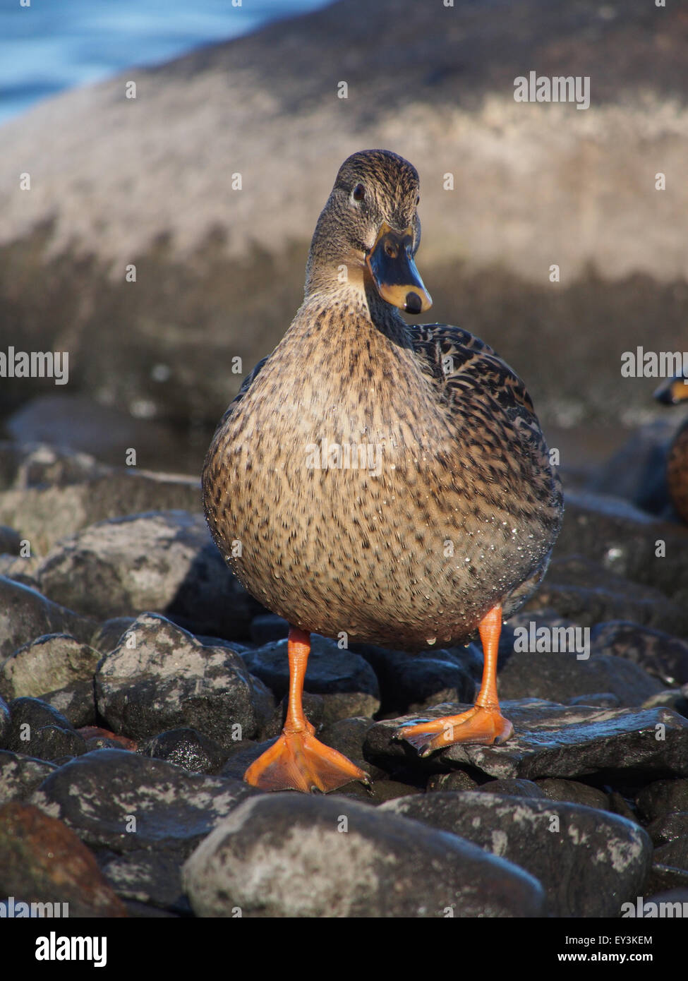 Portrait of duck Stock Photo - Alamy