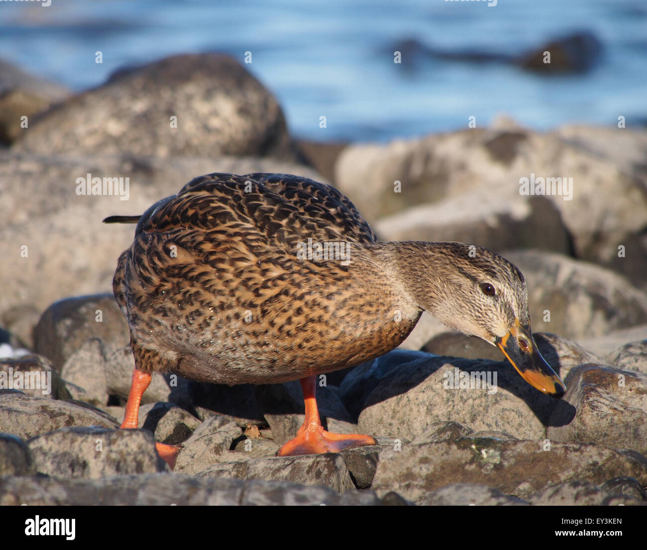 Portrait of duck Stock Photo - Alamy