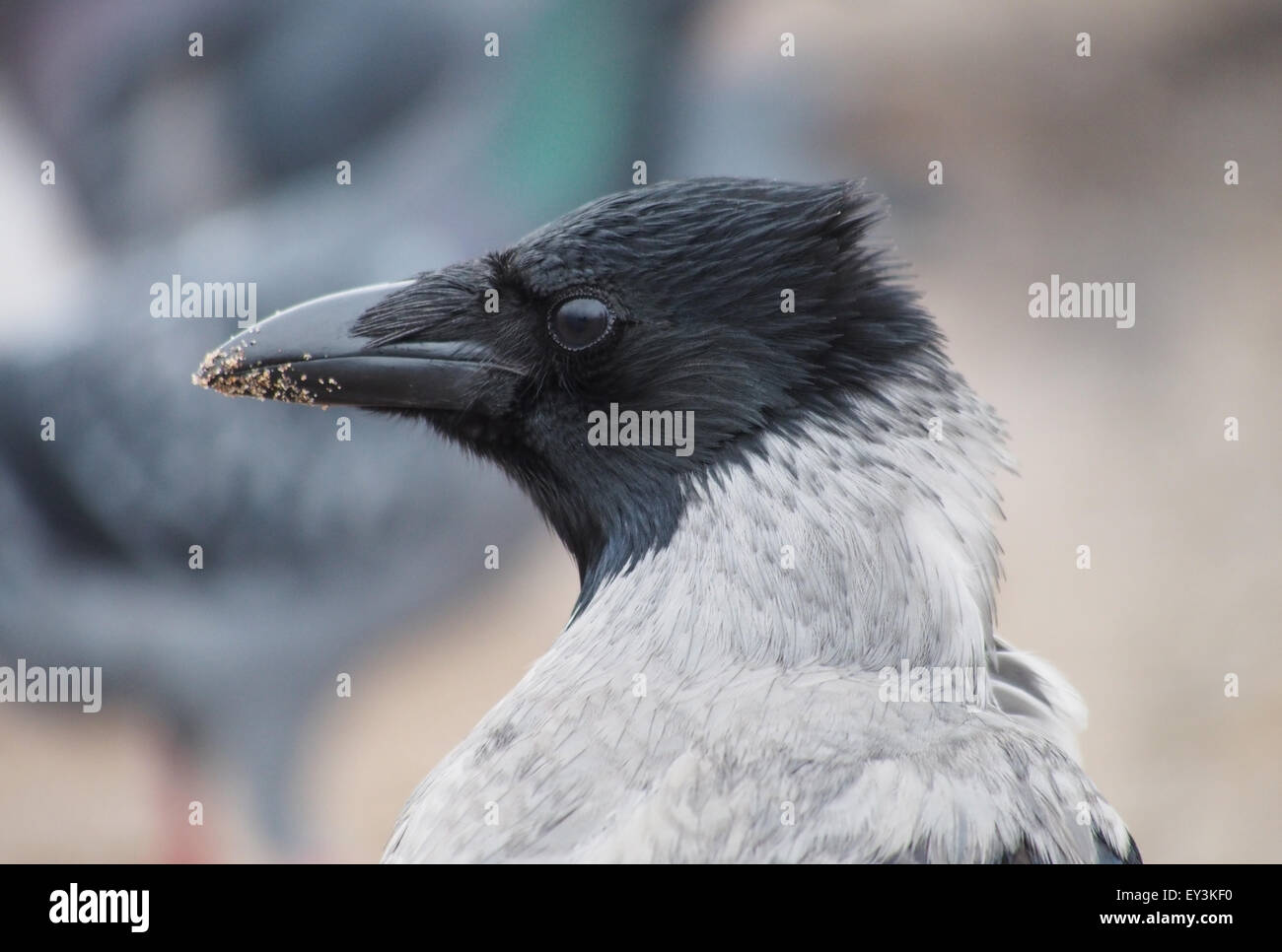 Crows claw hi-res stock photography and images - Alamy