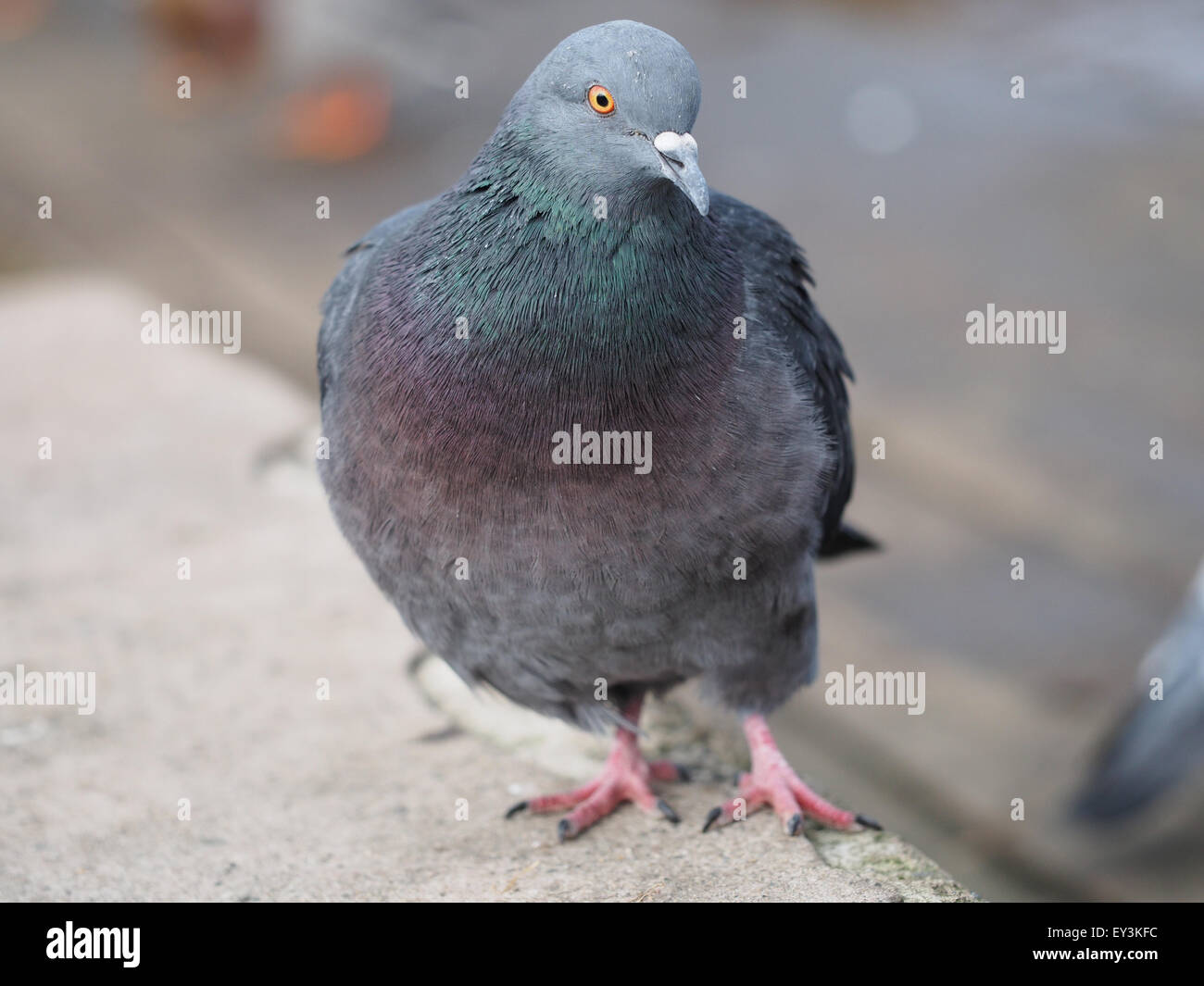 portrait of pigeon Stock Photo - Alamy