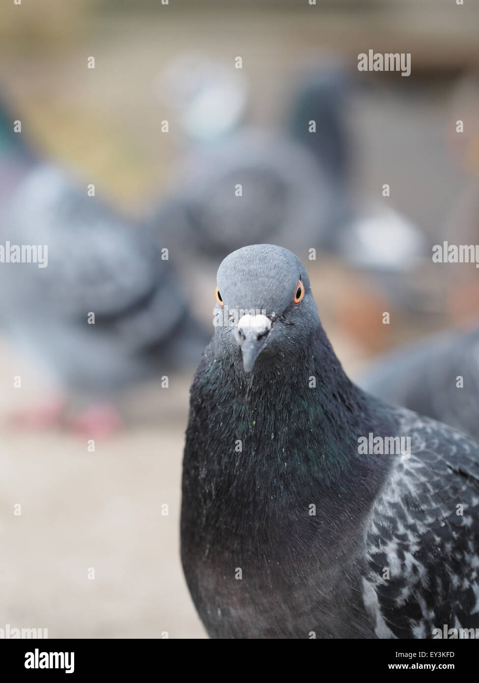portrait of pigeon Stock Photo - Alamy