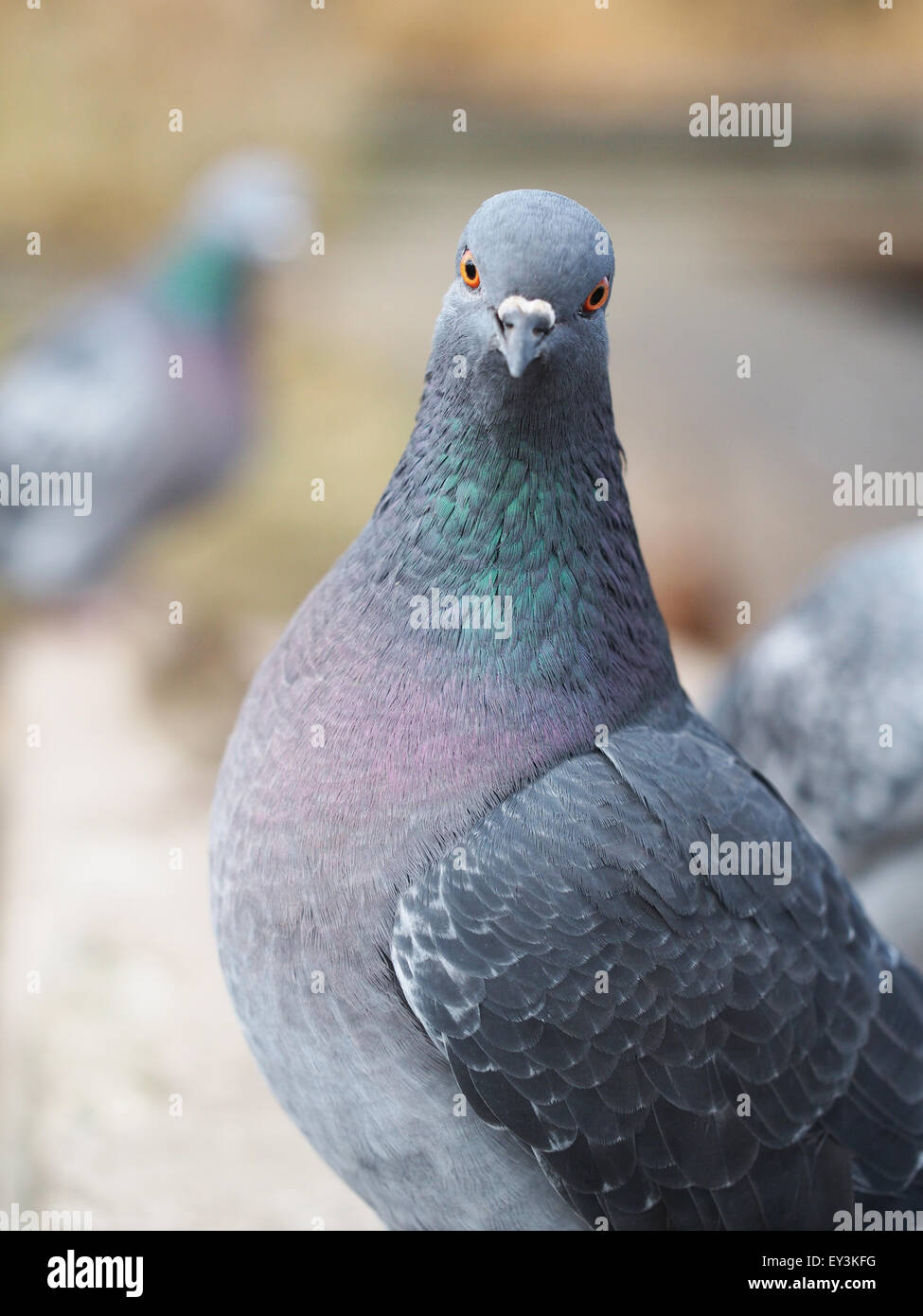 portrait of pigeon Stock Photo - Alamy
