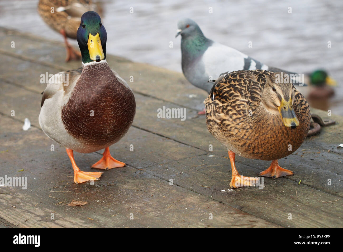 Portrait of duck Stock Photo - Alamy