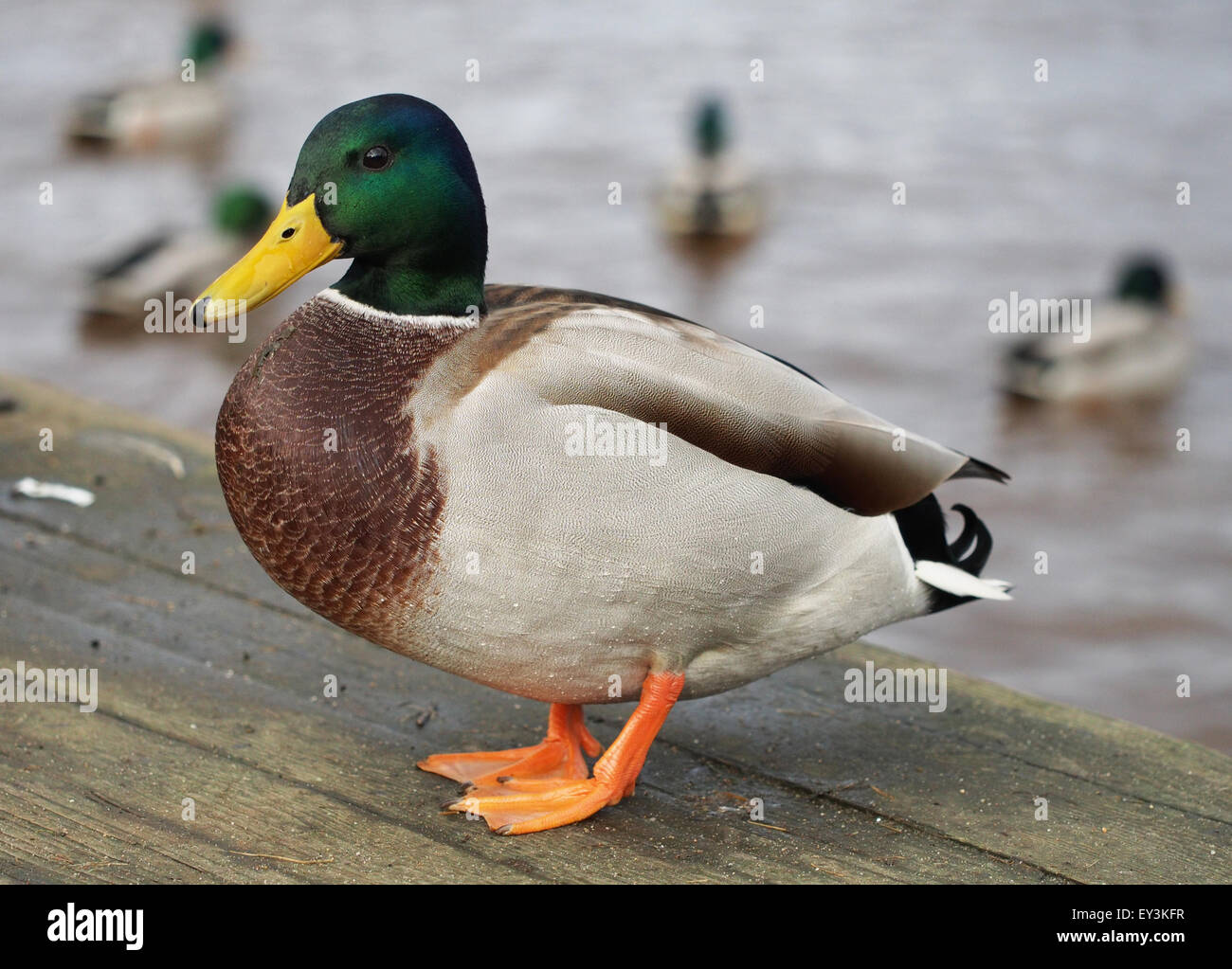 Portrait of duck Stock Photo - Alamy