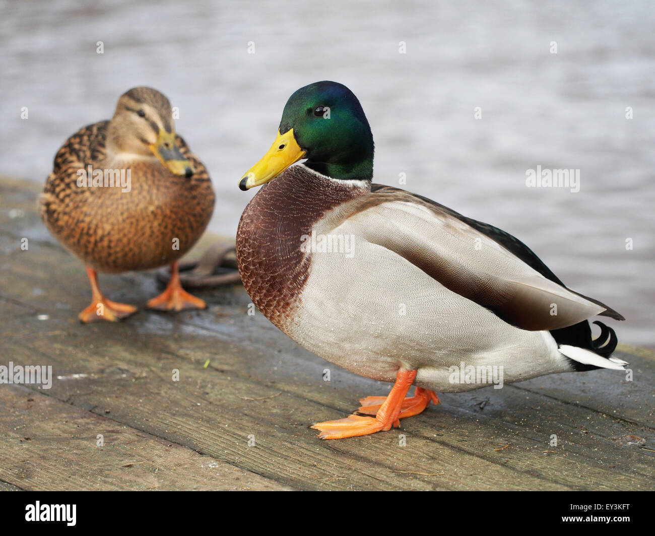 Portrait of duck Stock Photo - Alamy