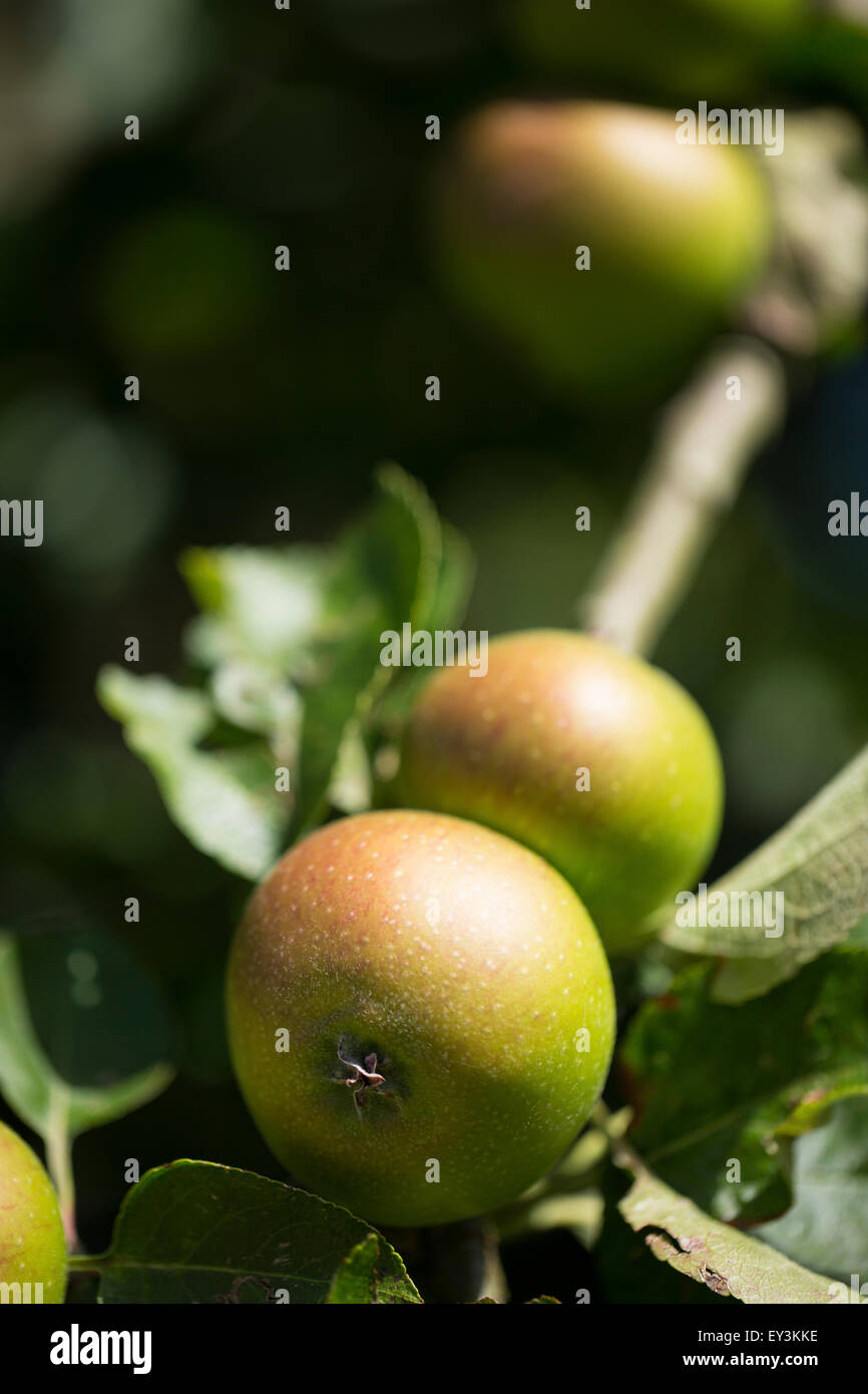 English cooking apples Stock Photo - Alamy
