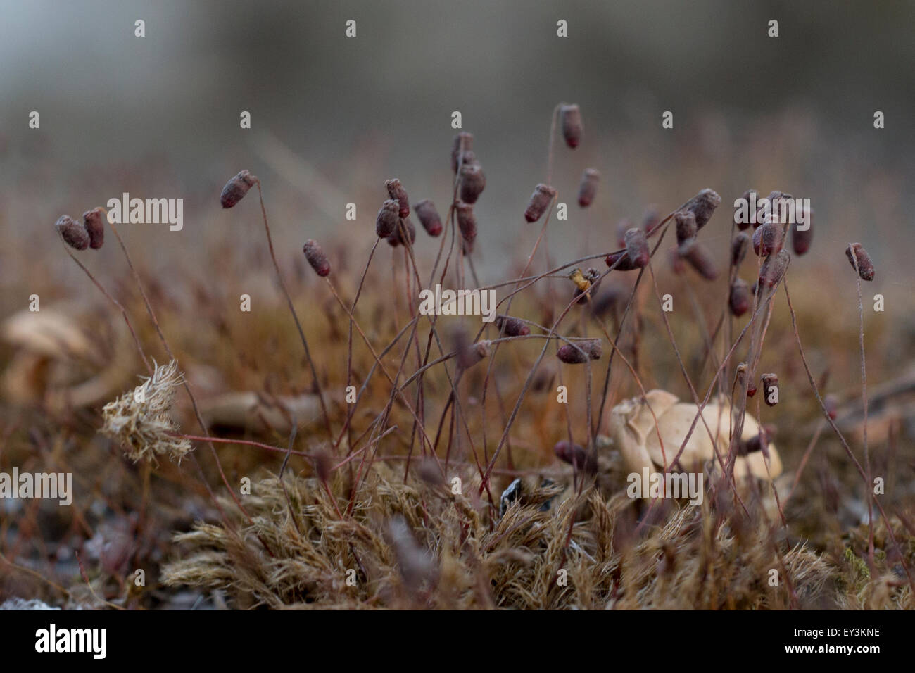 Cap moss hi-res stock photography and images - Alamy