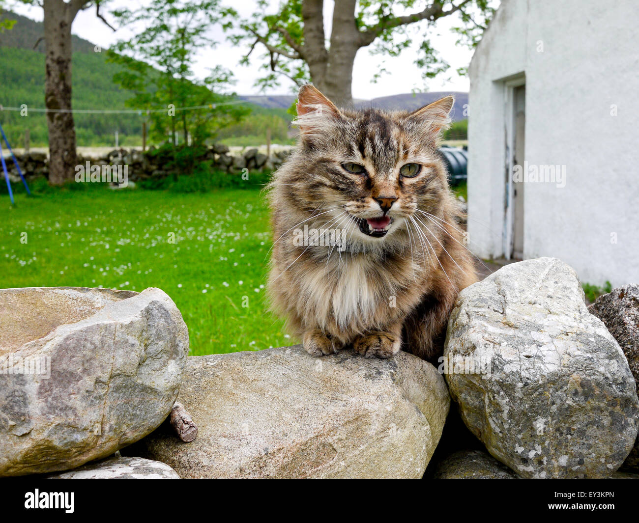 Farmhouse cat hi-res stock photography and images - Alamy