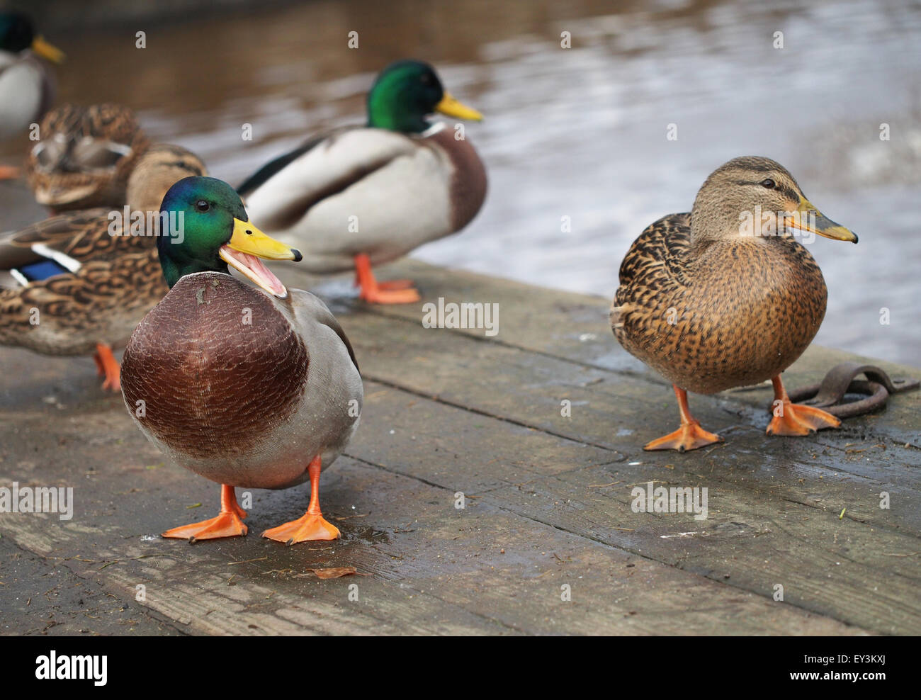 Portrait of duck Stock Photo - Alamy