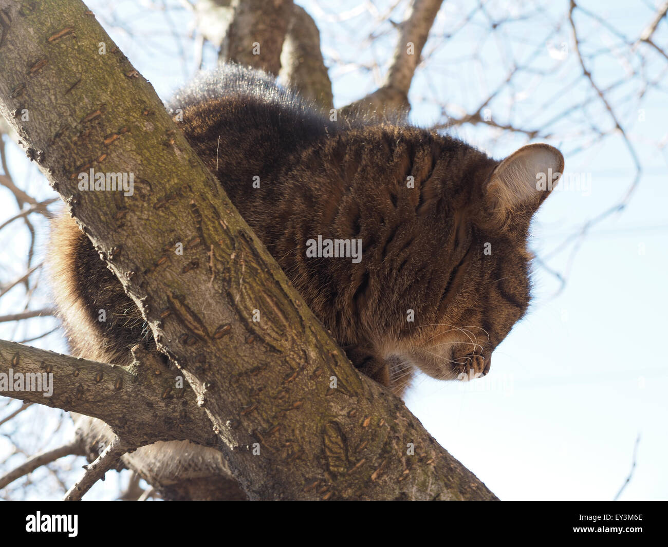 cat in a tree Stock Photo - Alamy