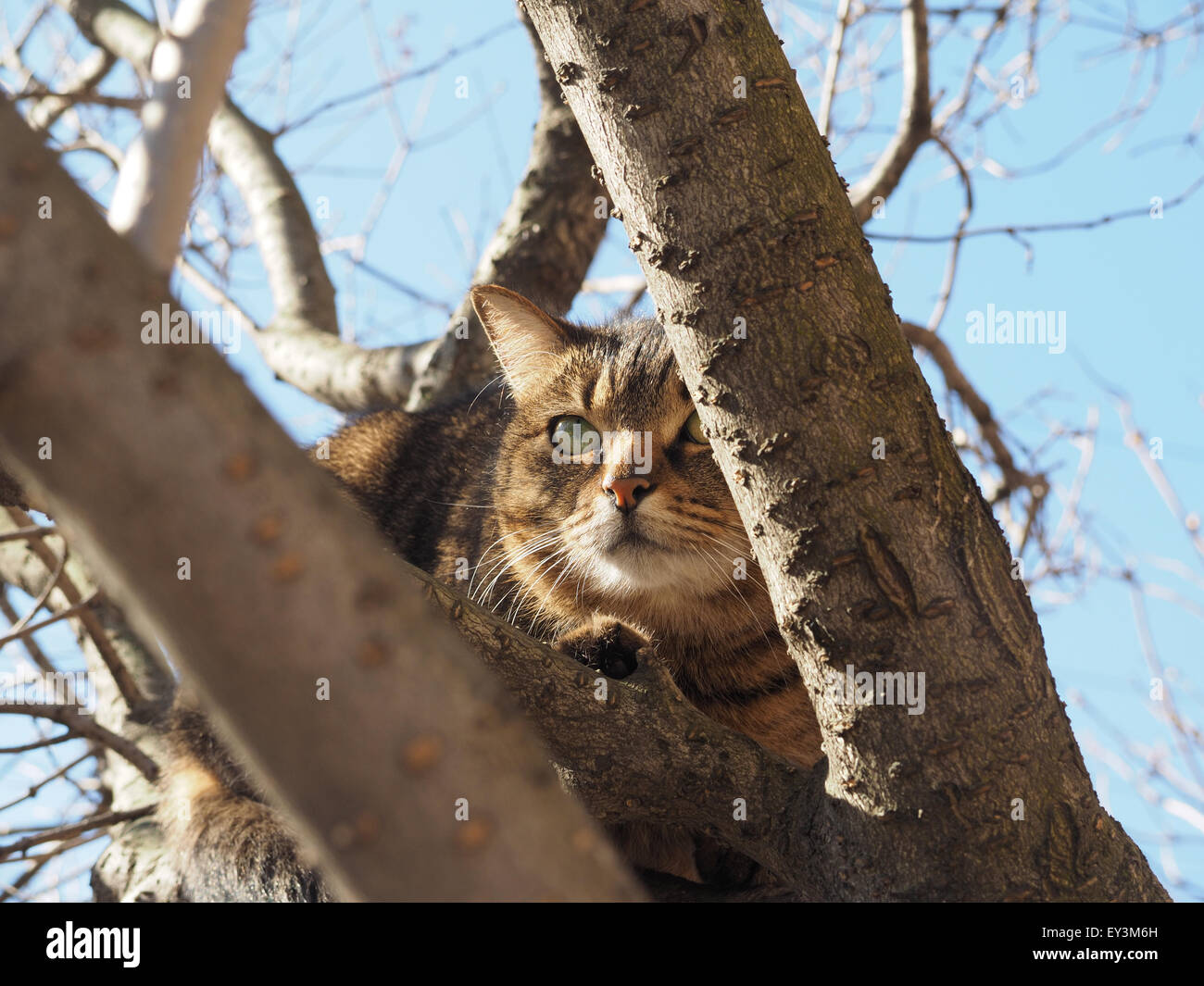 cat in a tree Stock Photo - Alamy