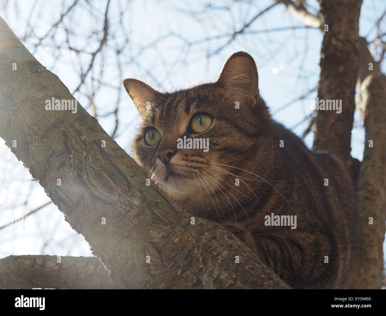 cat in a tree Stock Photo - Alamy