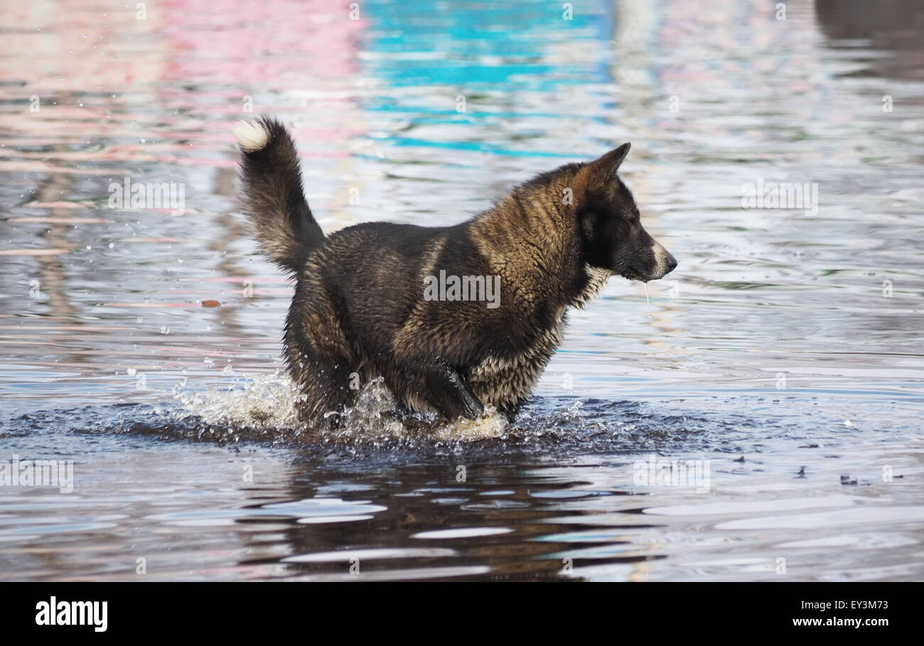 dog in the water Stock Photo - Alamy