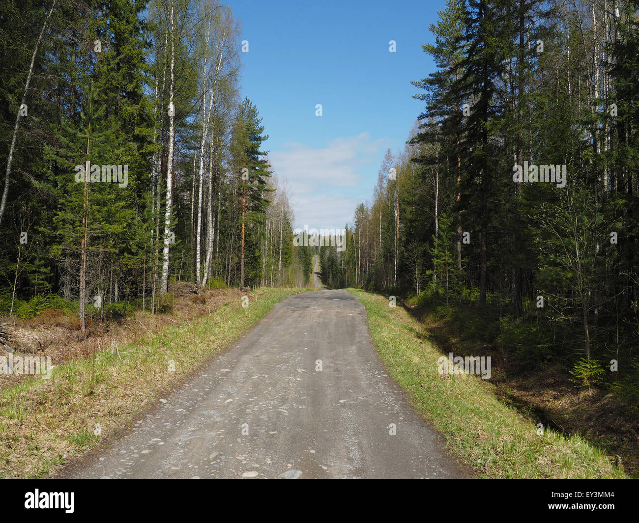 road in spring forest Stock Photo - Alamy