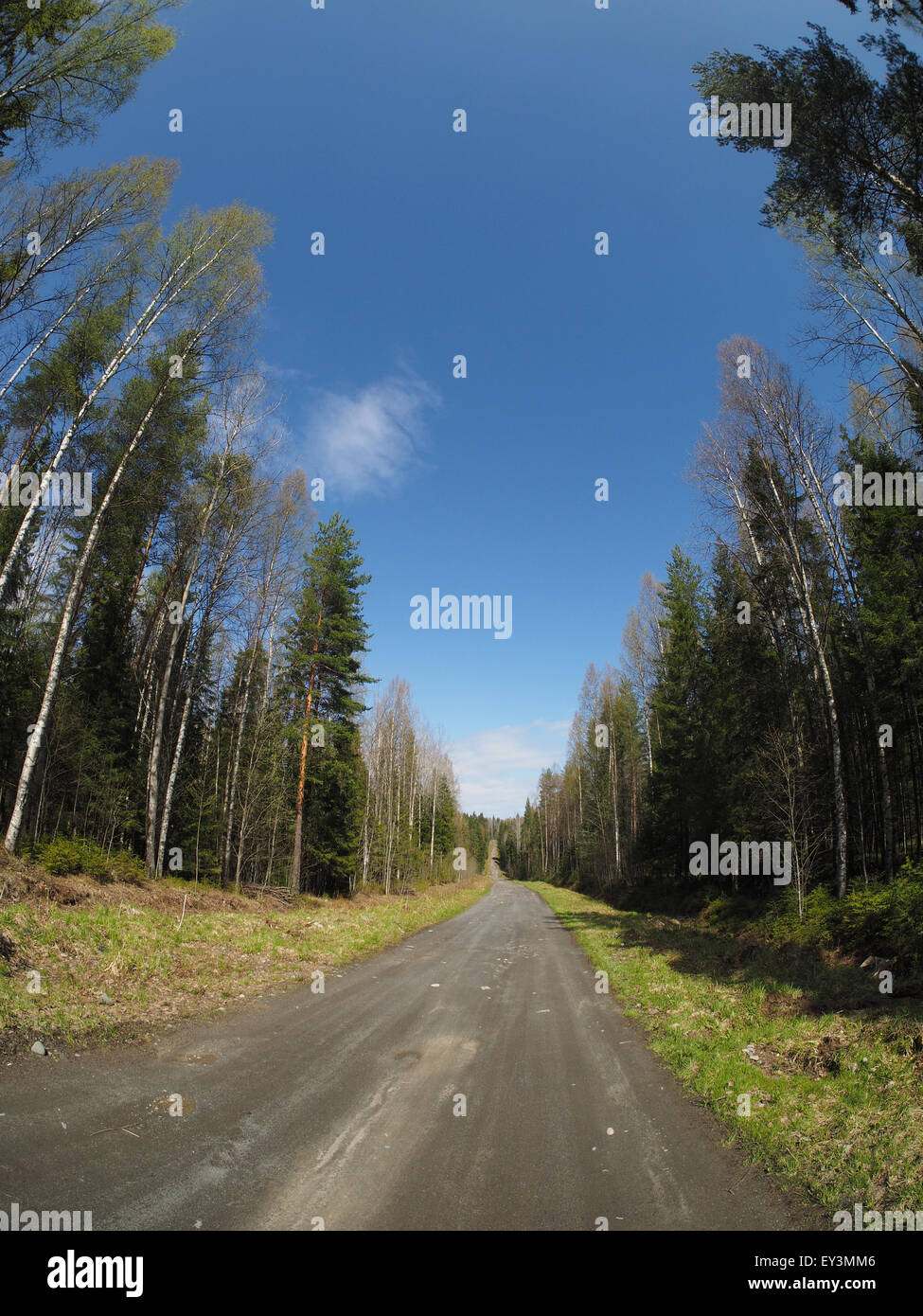 road in spring forest Stock Photo - Alamy