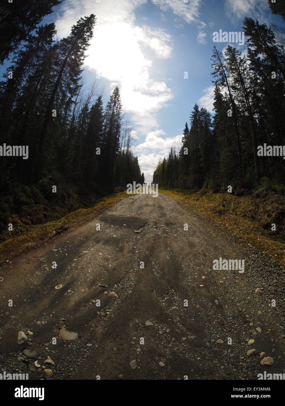 road in spring forest Stock Photo - Alamy